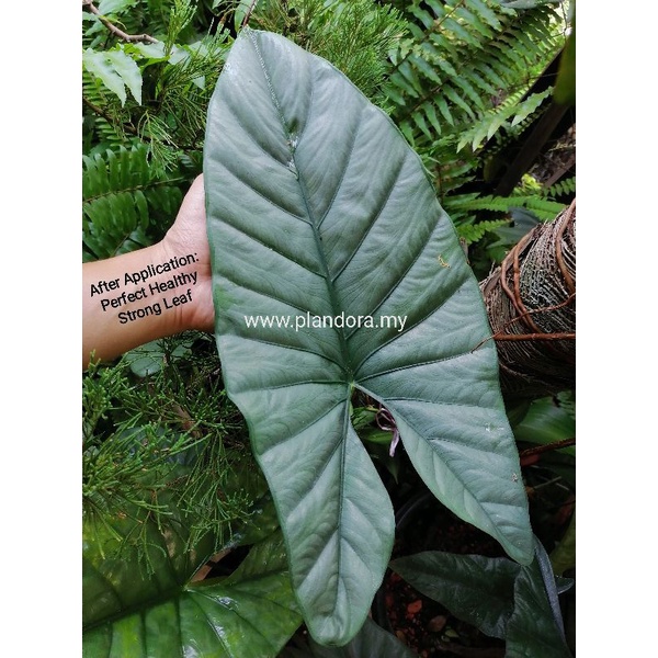 Perfect Plant Grower (Fertiliser) | Shopee Malaysia