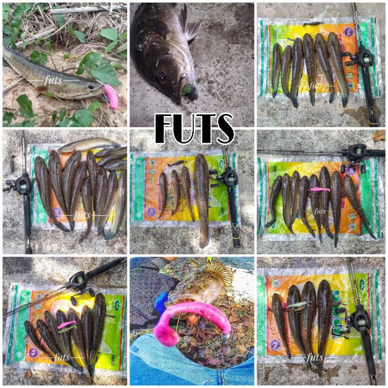 Umpan Haruan / belida / kerapu / siakap | Shopee Malaysia