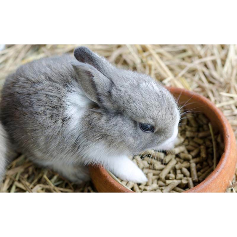 High nutrition ARNAB RABBIT Food Pellet Bunny Food Pellet Rabbit Pellet ...