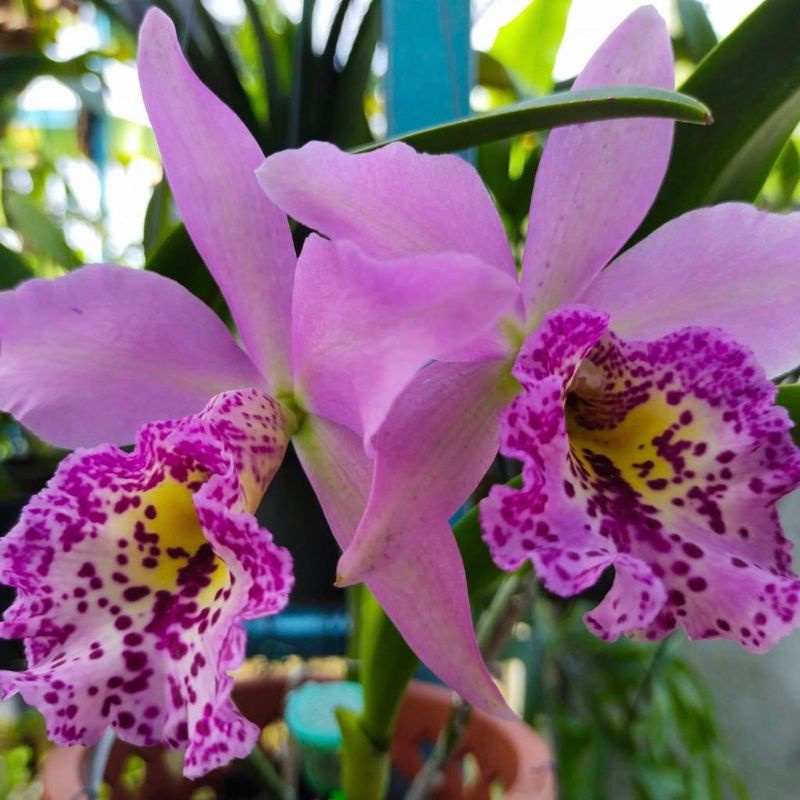 (POKOK MATANG) ORCHID CATTLEYA THAI REAL LIVE PLANT HYBRID WANGI (POKOK ...