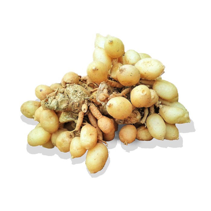 Online Seeds 500 Grams Of Turmeric White Turmeric Key Pepet Key ...