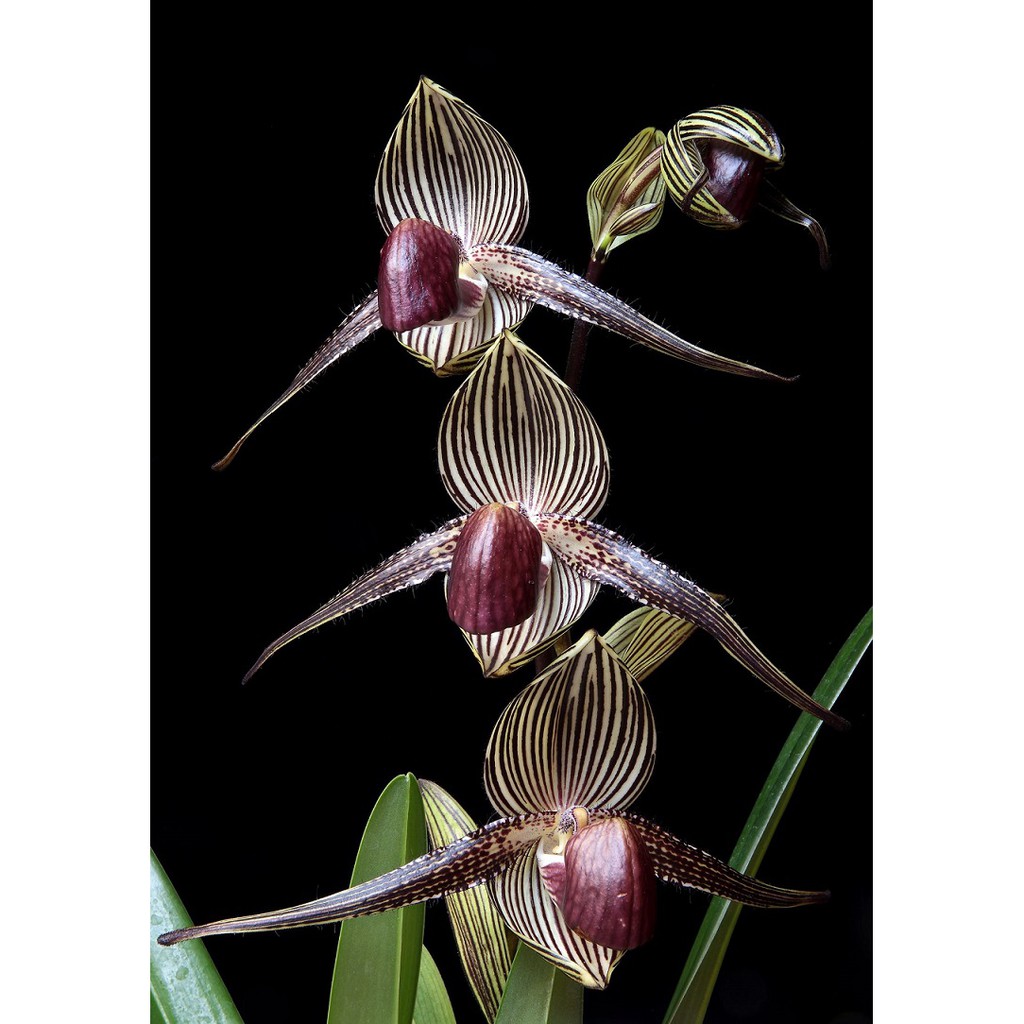 Orkid Hutan Phaphiopedilum Rothschildianum / Rare Jungle Orchid ...