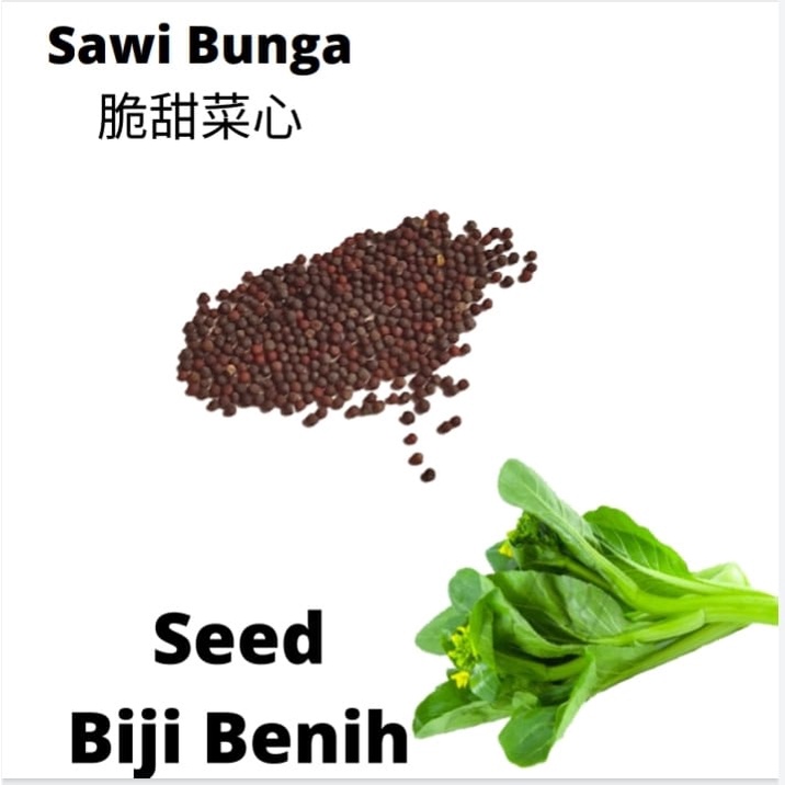 Sawi Crispy Ranggup Bunga Organic 有机脆甜菜心种子 Biji Benih Vege Sayur ...