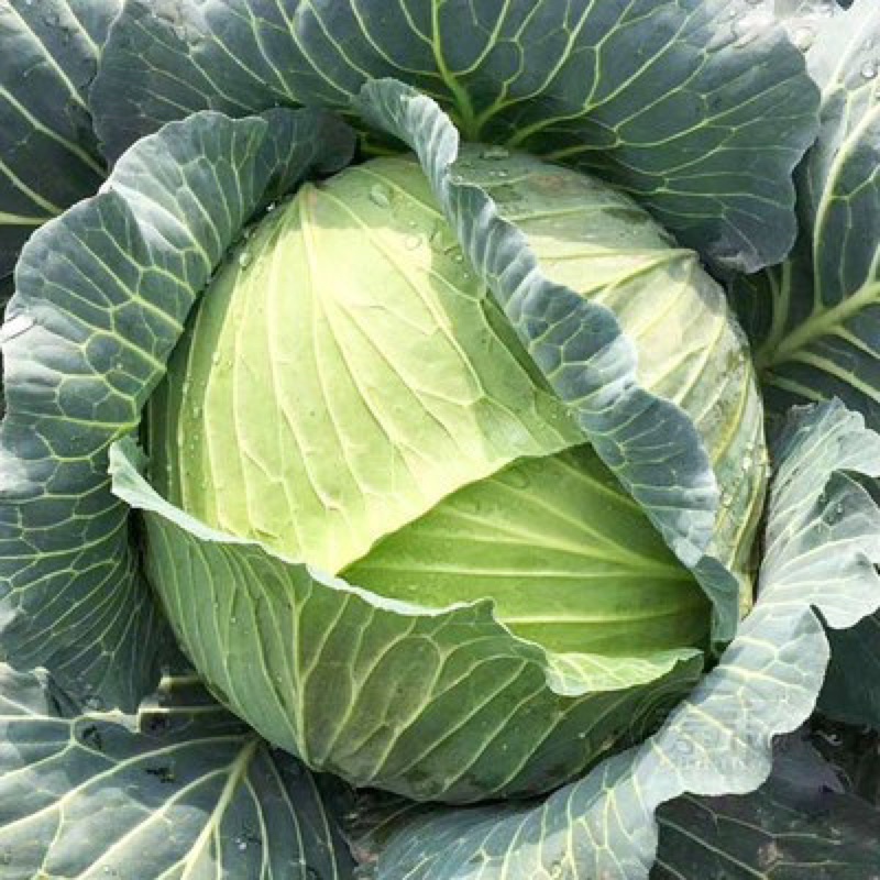 Biji Benih Kobis bulat Manis 50pcs / Cabbage seed 甘蓝包菜种子 | Shopee Malaysia