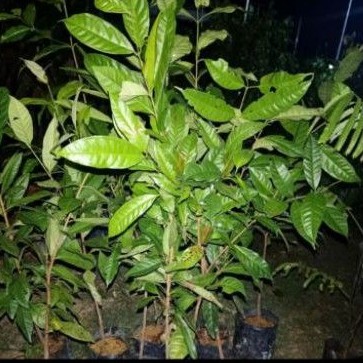 Benih pokok salam/pokok serai kayu | Shopee Malaysia