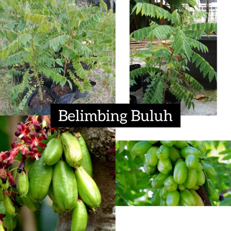 anak pokok belimbing buluh | Shopee Malaysia