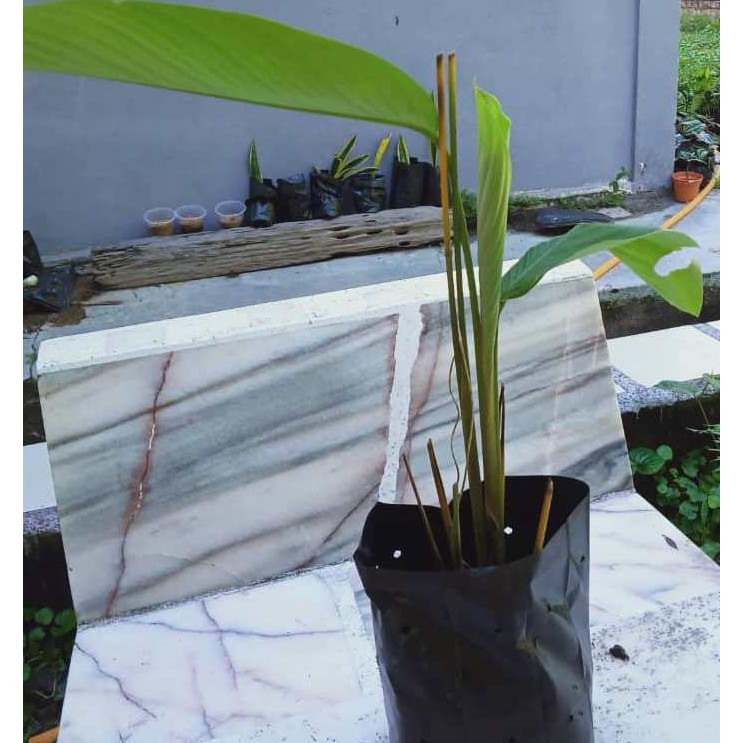 Pokok Lerek Benih pokok berakar dan berdaun) | Shopee Malaysia