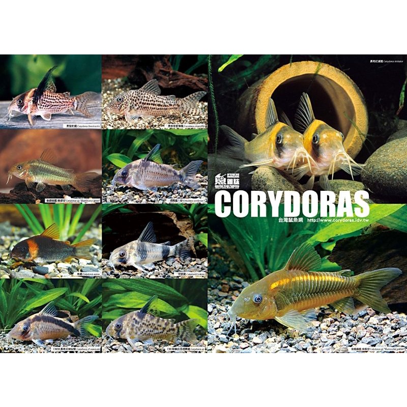 Aquatic Poster Corydoras CRS Sulawesi shrimps Altum Angel ...