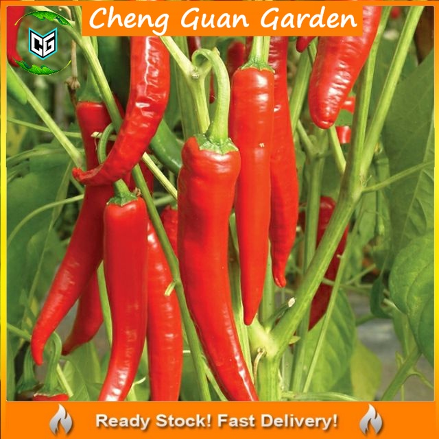 Anak Pokok Cili Besar Panjang Pokok Stabil | Shopee Malaysia