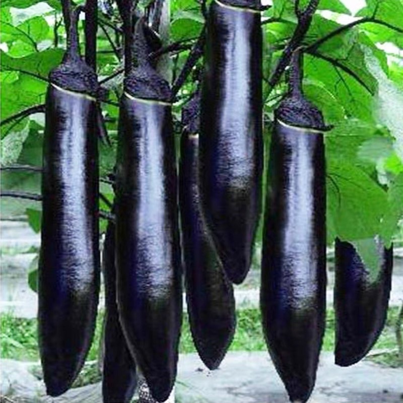 Pelbagai biji Benih terung /Various eggplant seeds 各种茄子种子 | Shopee Malaysia