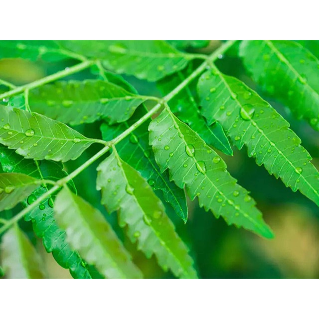 Fresh Neem leaves (Daun semambu) | Shopee Malaysia