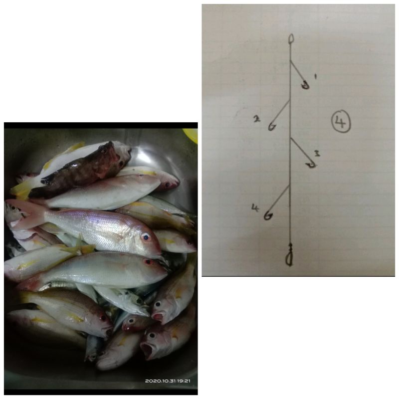 Perambut apollo 2/ 3/ 4 mata.(gelama,kerisi,dll) | Shopee Malaysia