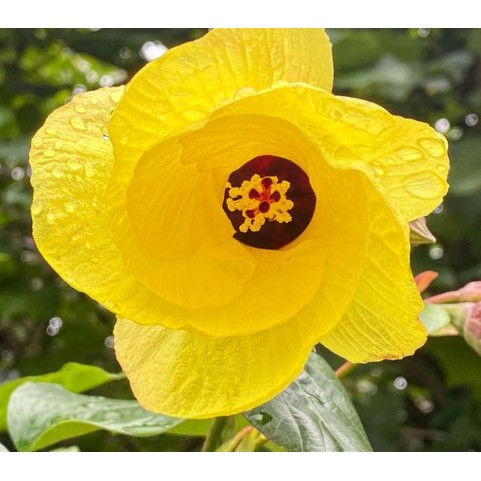 Hibiscus tiliaceus seed ( biji benih bunga raya kuning) | Shopee Malaysia