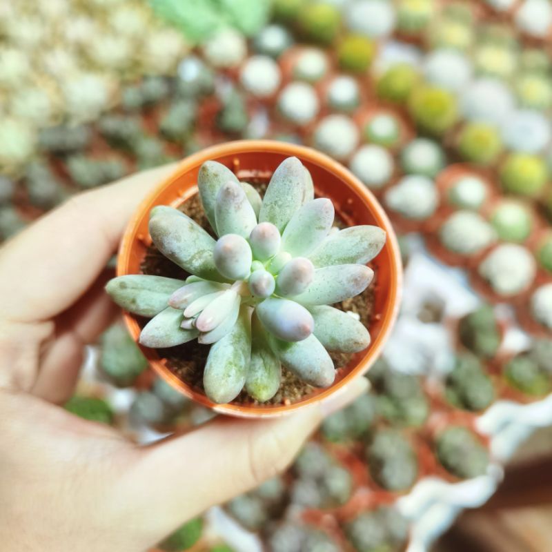 MOVEE-Succulent Live Plants [Pachyphytum 'Baby finger']婴儿手指 | Shopee ...