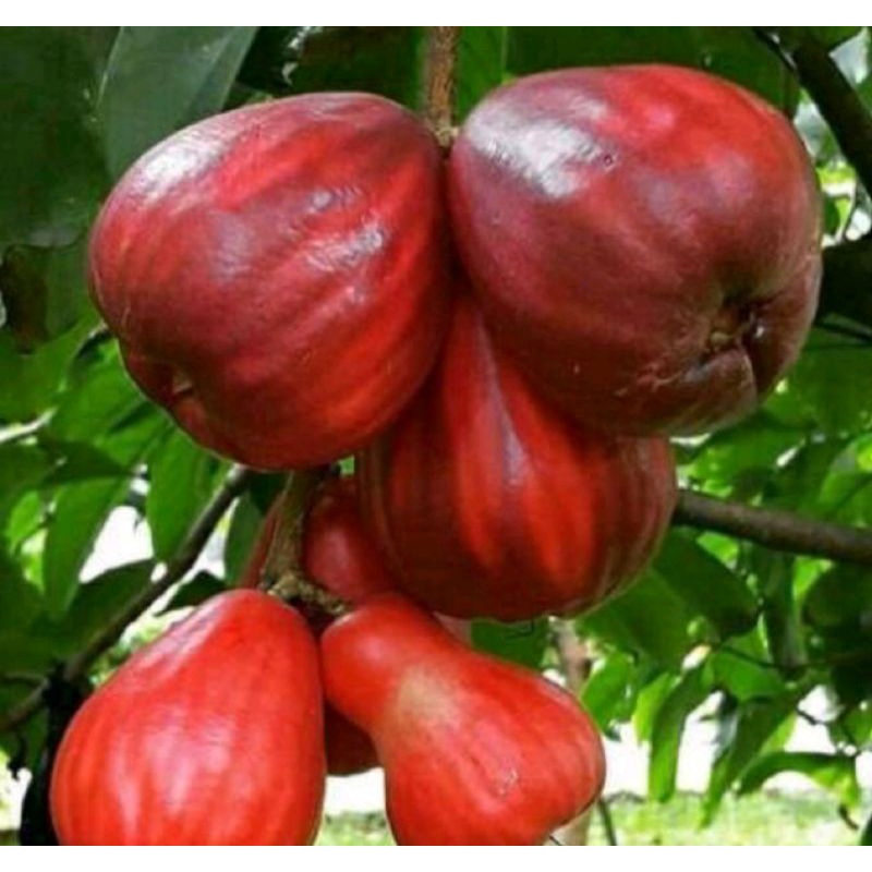 READY STOCK Live Plant Pokok Jambu bola | Shopee Malaysia