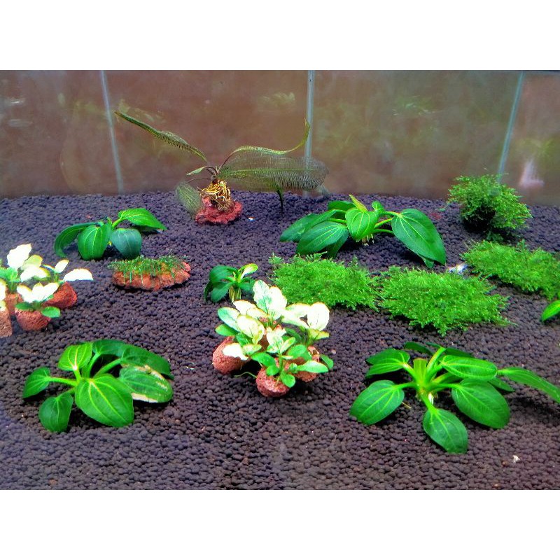 Aquascape Iguazu 2009 (rare) | Shopee Malaysia