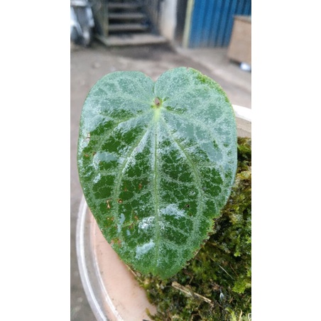 Bunga Sirih Hybrid Rare Plant | Shopee Malaysia