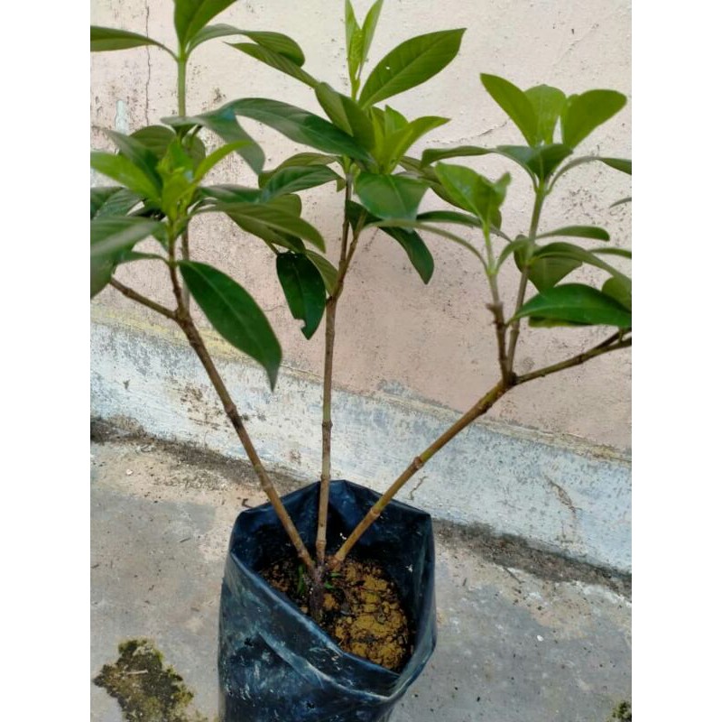 ANAK POKOK BUNGA CINA | Shopee Malaysia