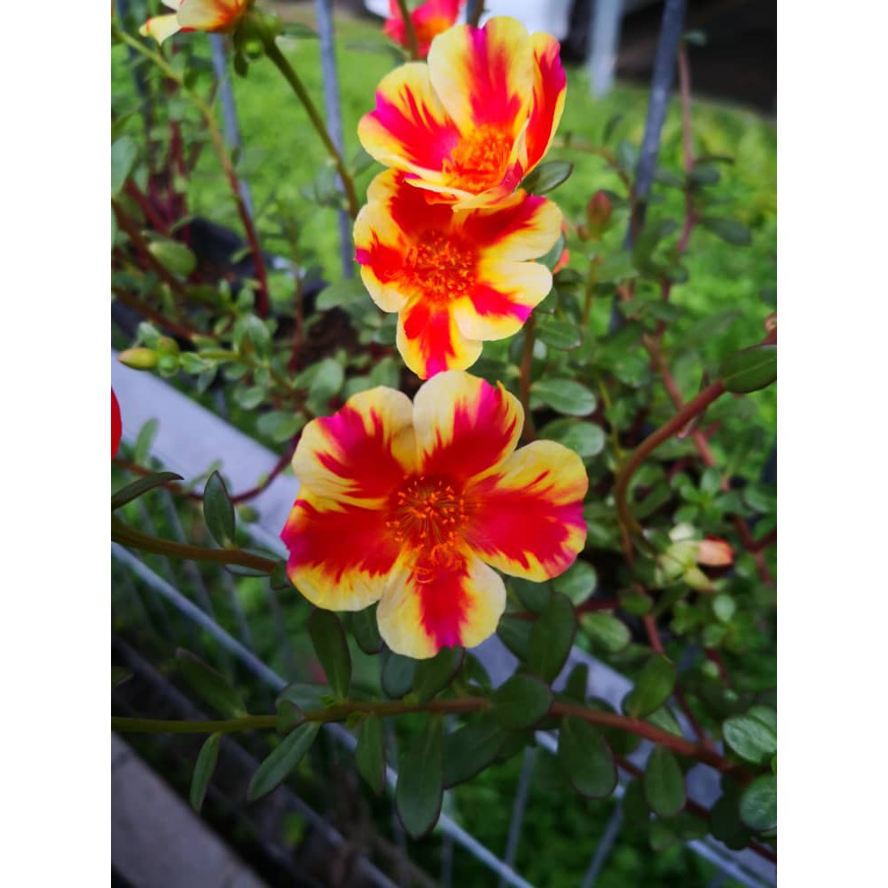 Jenis Duna Stripe - Keratan Bunga Ros Jepun / Pokok Bunga 10 Pagi ...