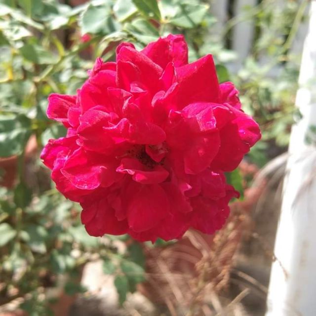 Anak Pokok Ros Kampung Red Ruby | Shopee Malaysia