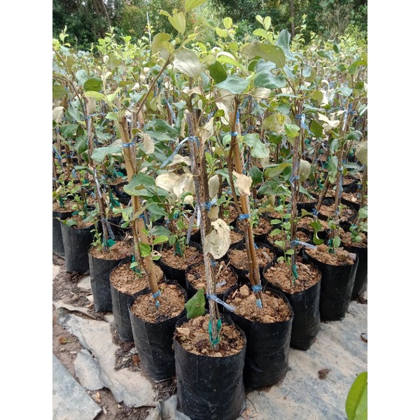 Pokok Bidara Epal Kahwin Bidara Duri | Shopee Malaysia