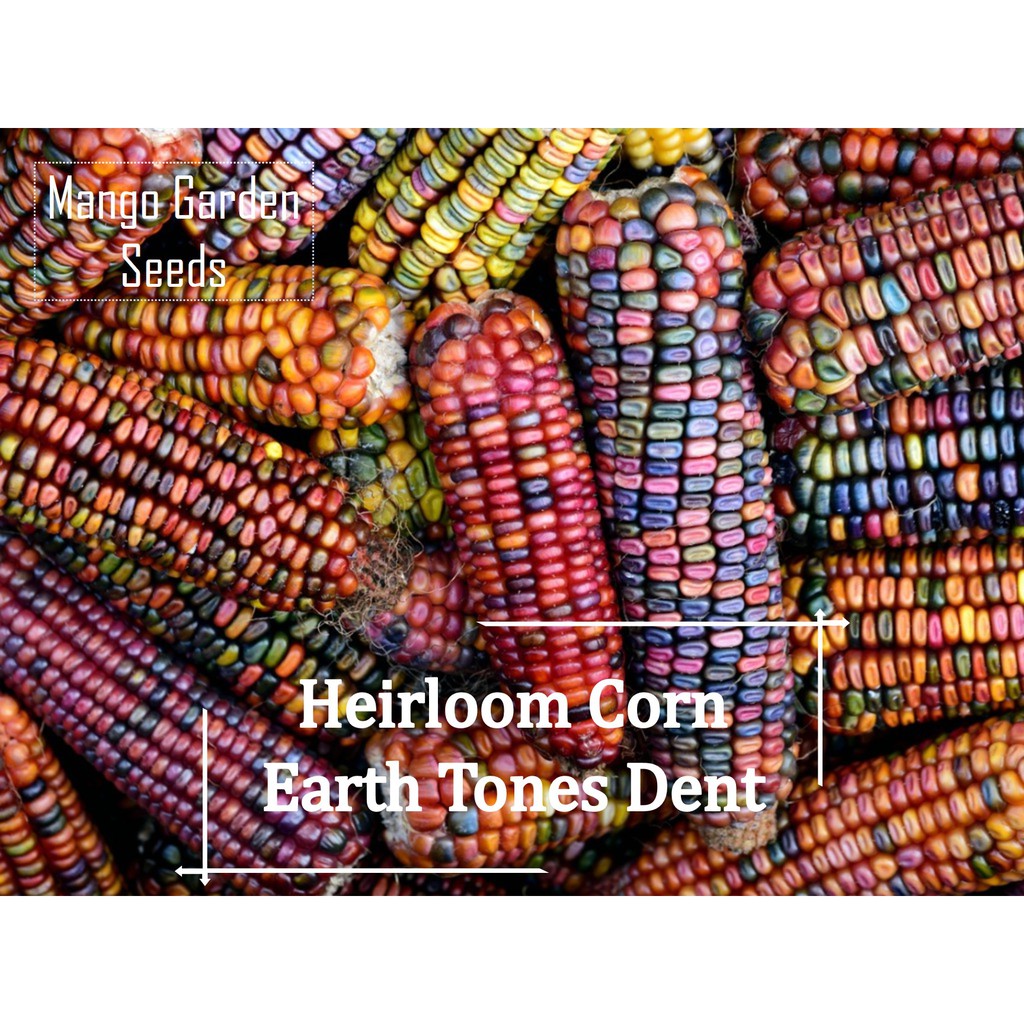 Heirloom Earth Tones Dent Corn - 10 Seed *Pot Friendly* Tanam Pasu ...