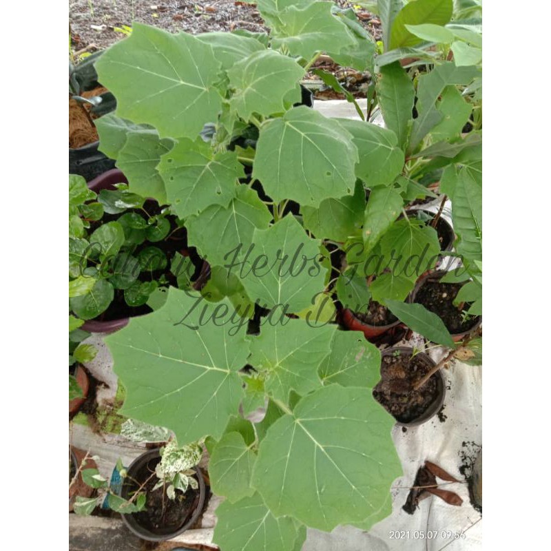 anak pokok terung susu kambing | Shopee Malaysia