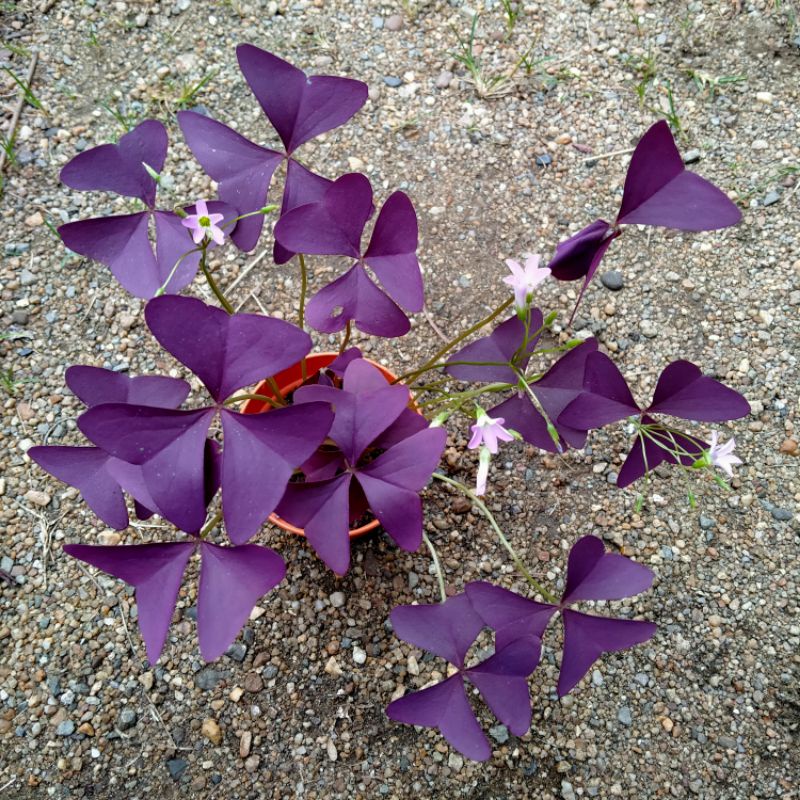 💥 HOT ITEM 💥 POKOK RAMA RAMA HIASAN / POKOK HIASAN ( PASU ) | Shopee ...