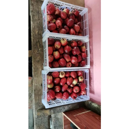 JAMBU KELING (JAMBU BALL) 1KG | Shopee Malaysia