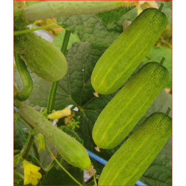 Benih Timun Mini King / Mini King Cucumber Seeds / 小黄瓜种子 (10 biji ...