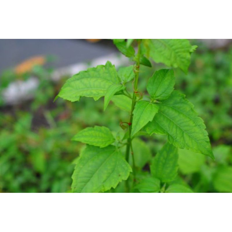 Daun Pokok Kapal Terbang (200helai) | Shopee Malaysia