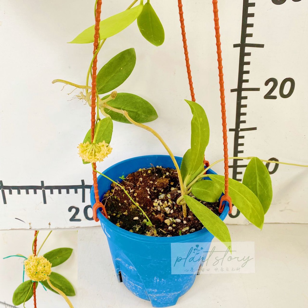 🌱 Hoya🌱 Hoya cembra🌱毬兰🌱 hoya compacto 🌱 Hoya krohniana eskimo 🌱 Hoya ...