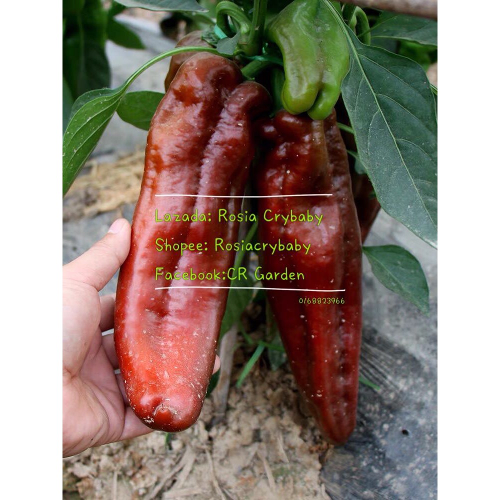 Giant Chilli 8 Seeds 巨椒8粒 (100 days, can produce 150-250g per chilli ...