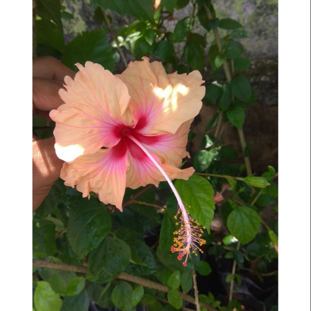 Pokok Bunga Raya (oren) | Shopee Malaysia