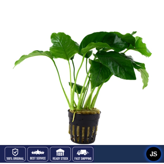🔥Buy 3 Free 1🔥Anubias, Windelov & Java Fern Aquatic Live Plant (Anubias ...