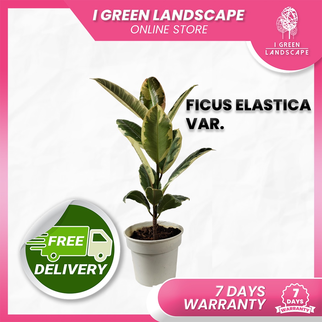[IGL][POT-P110] Ficus Elastica Var Pot 110mm Indoor Plant Live Plant ...
