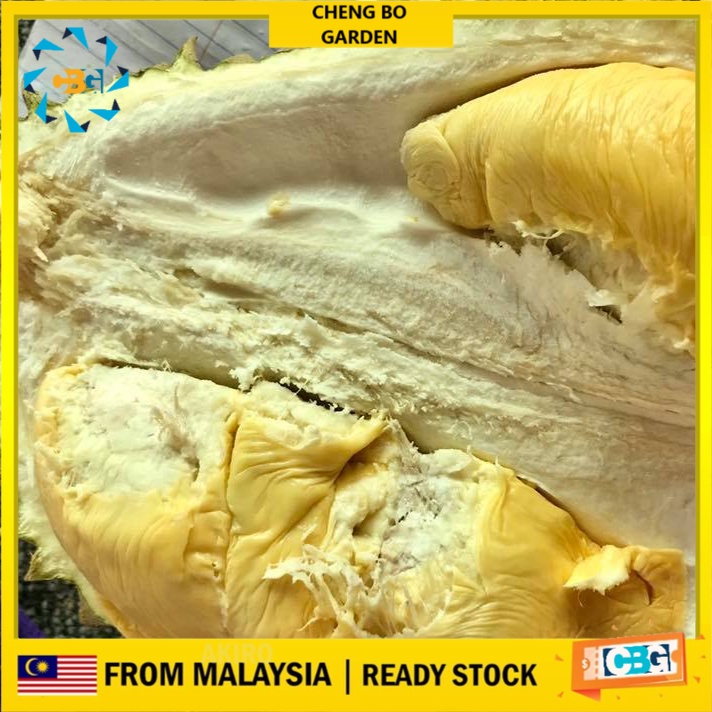 Anak Pokok Durian D15 Kulit Hijau Green Skin Kacang Hijau Lebat Berbuah ...