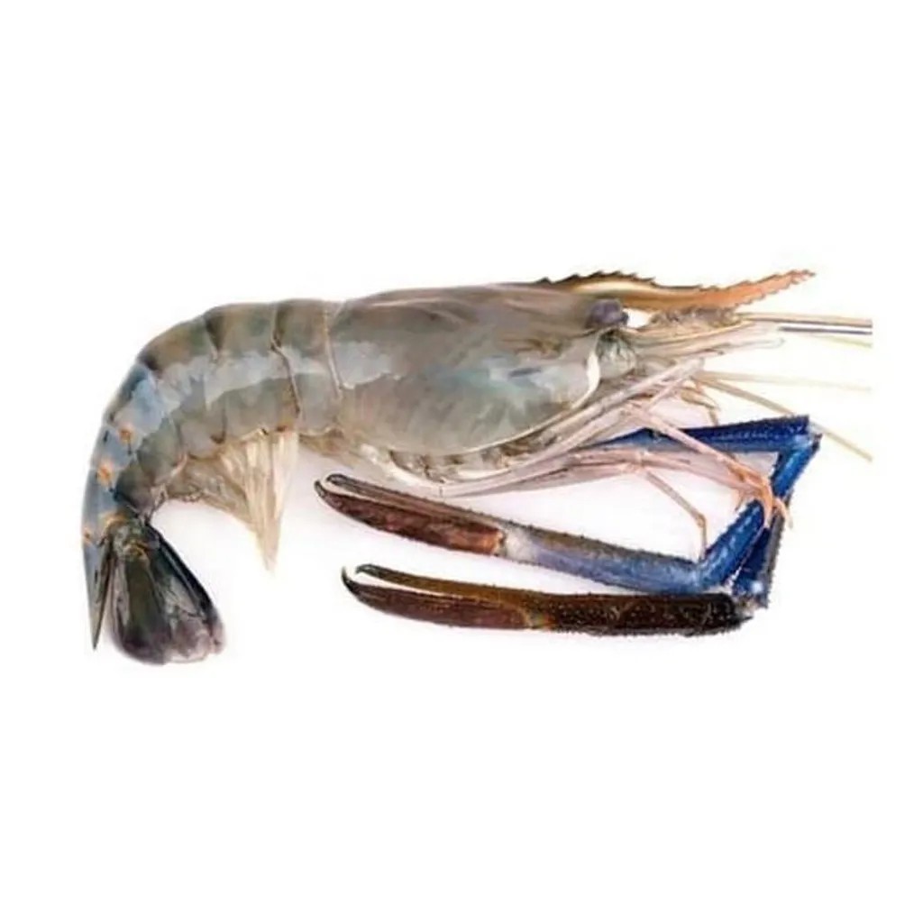 Giant Scampi with Roe / Udang Galah Besar (per pc) | Shopee Malaysia