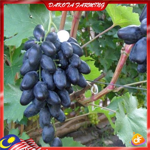 Anak Pokok Anggur Alvika Grape Buah Hitam Import Dari Thailand Buah ...