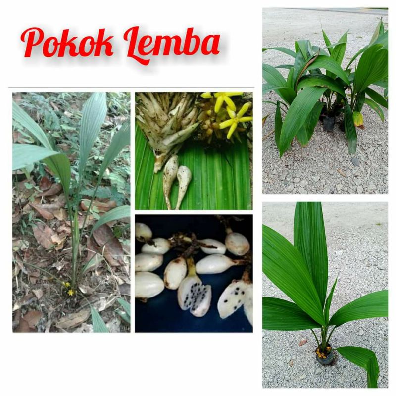 pokok lemba/pokok nyior puyuh/pokok kelapa puyuh/pokok pinang puyuh ...