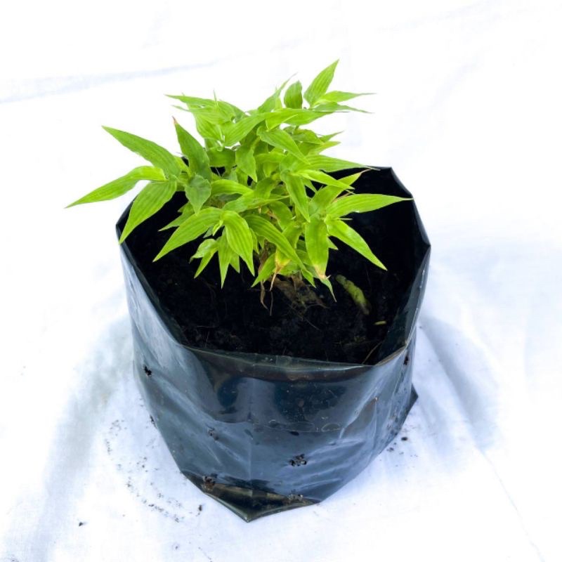 anak pokok buluh hiasan FREE Baja Subur boleh tanam dalam pasu atau ...