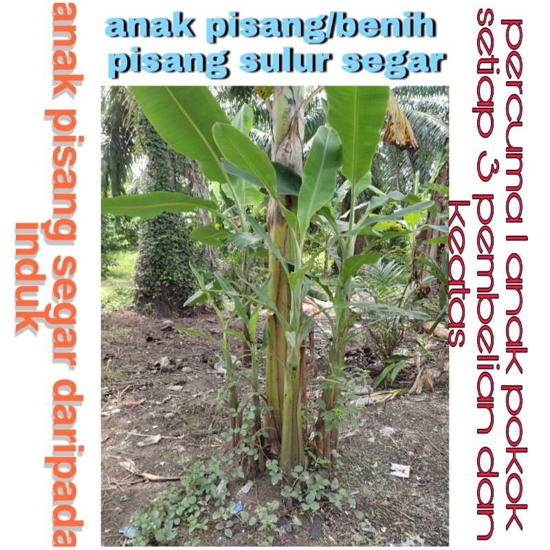 (PROMO PKP 3.0) ANAK PISANG / BENIH SULUR SEGAR DIJAMIN HIDUP 100% ...