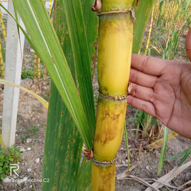 1 set tebu manis untuk makan(2kg) | Shopee Malaysia