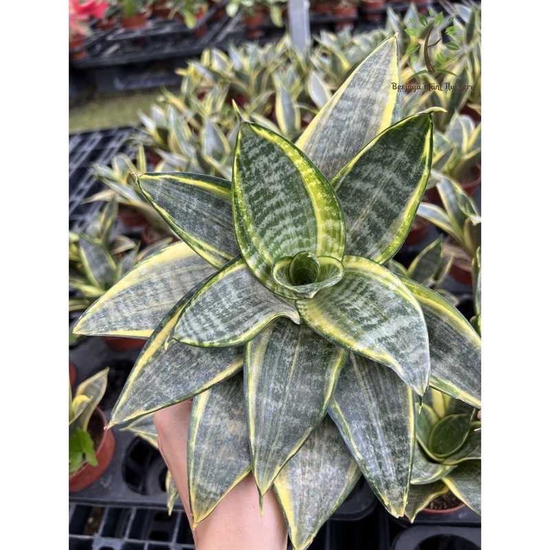 Pokok Lidah Jin/Sansevieria(Pokok Bunga Hidup/Pokok Hiasan Dalam Rumah ...