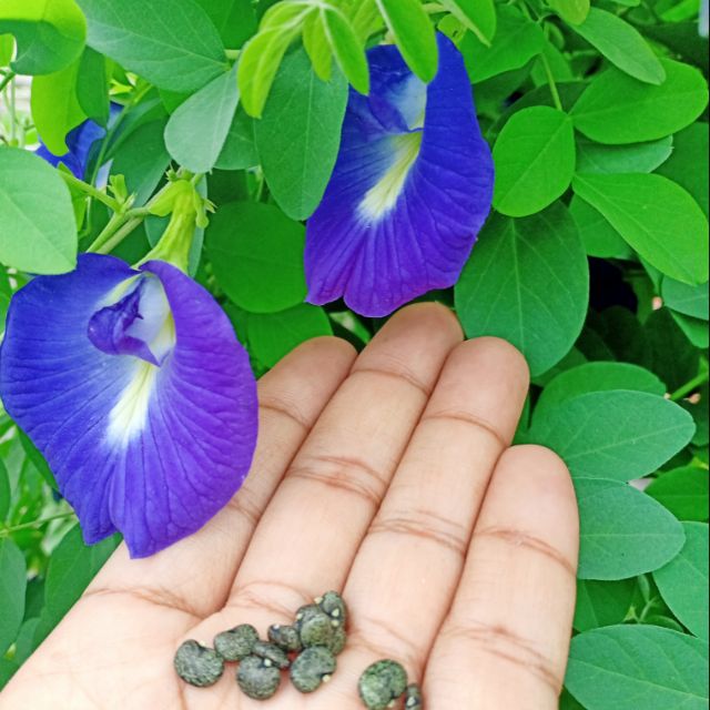 Biji Benih Bunga Telang Seeds Butterfly Pea Flower Blue Pea Vine Flower ...