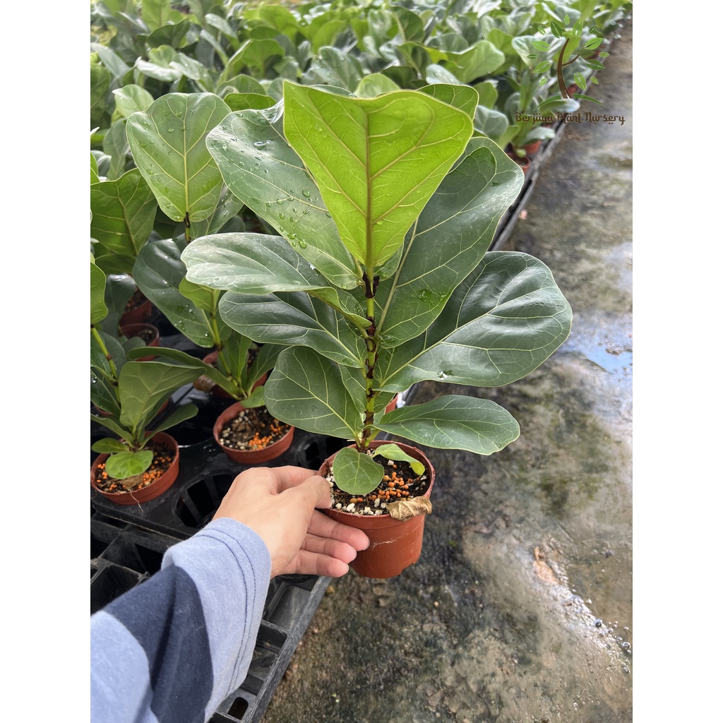 Berjaya Plant Nursery - Ficus Lyrata Bambino/Fiddle Fig(Pokok Ketapang ...