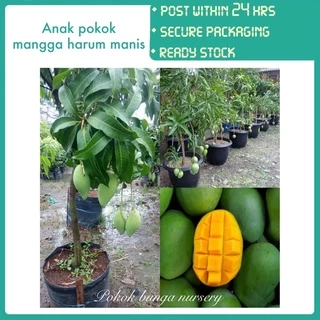 pokok bunga nursery, Online Shop | Shopee Malaysia