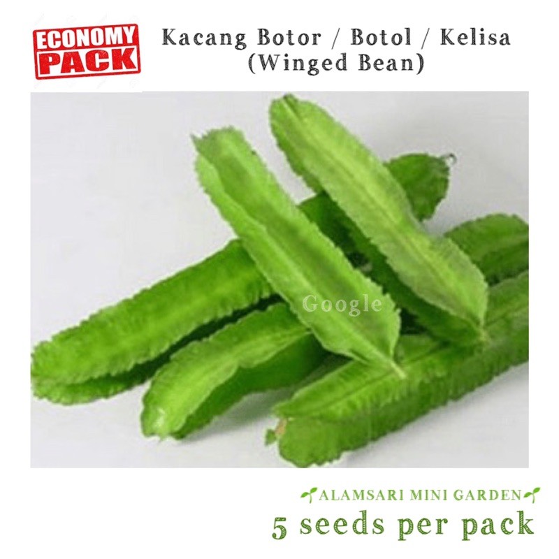 Kacang Botor/ Botol / Kelisa : 5 Seeds Per Pack 🌱 | Shopee Malaysia