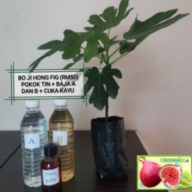 Fig tree/pokok tin/pokok syurga READY STOCK!! | Shopee Malaysia