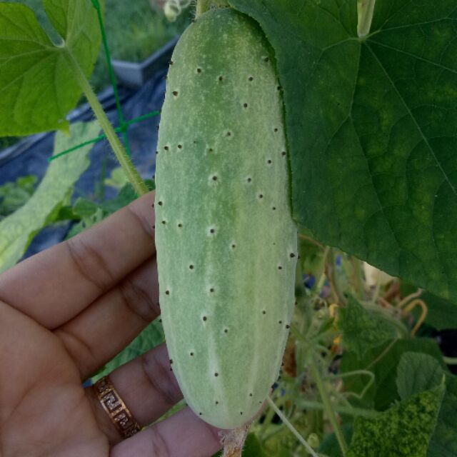 Benih timun mini (harga untuk 1pack) | Shopee Malaysia